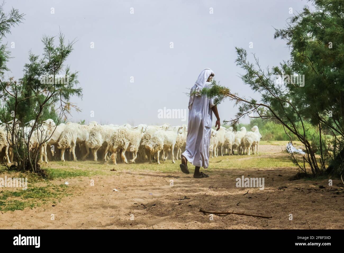Goat farming scene hi-res stock photography and images - Alamy