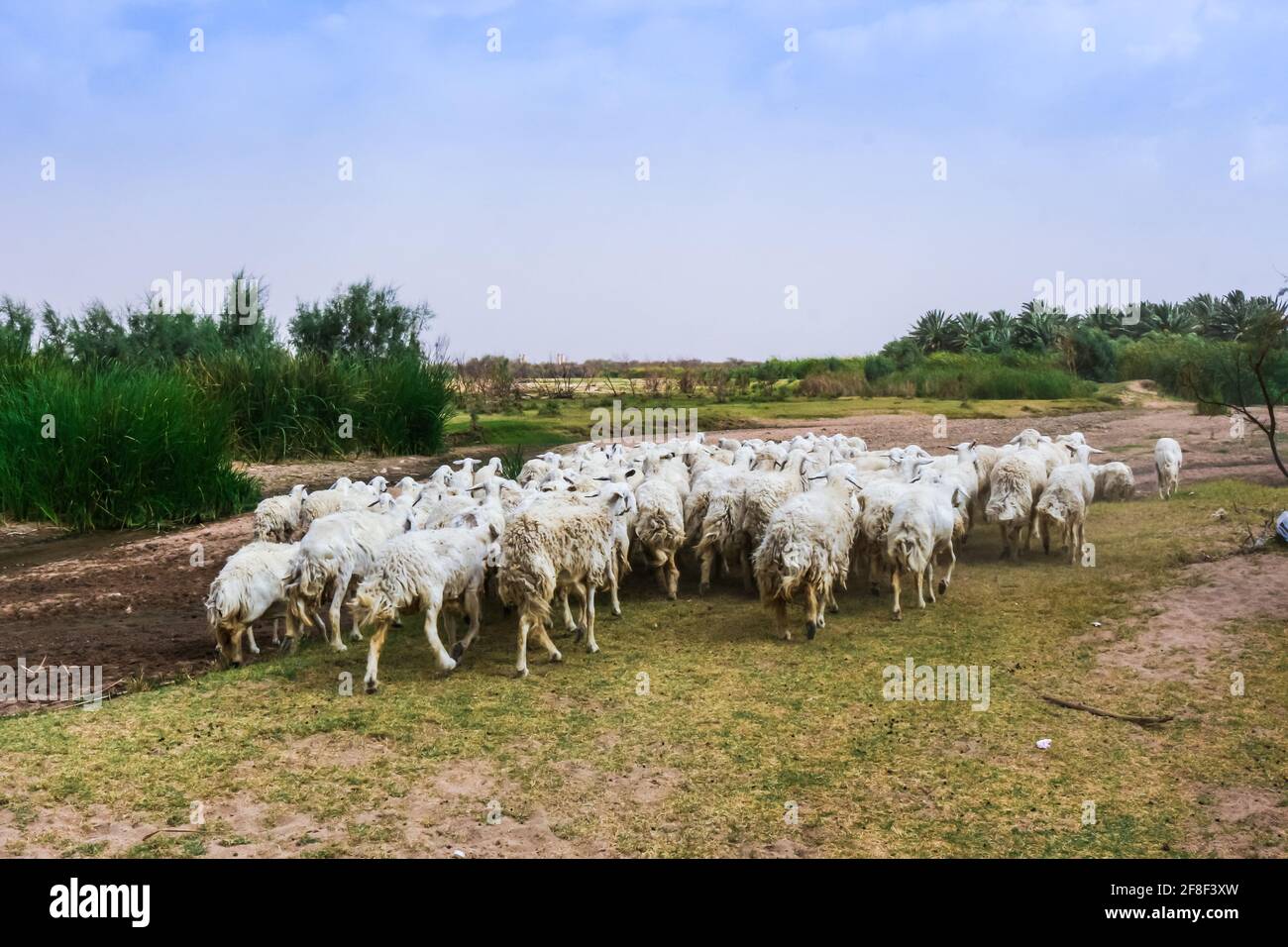 Goat farming scene hi-res stock photography and images - Alamy