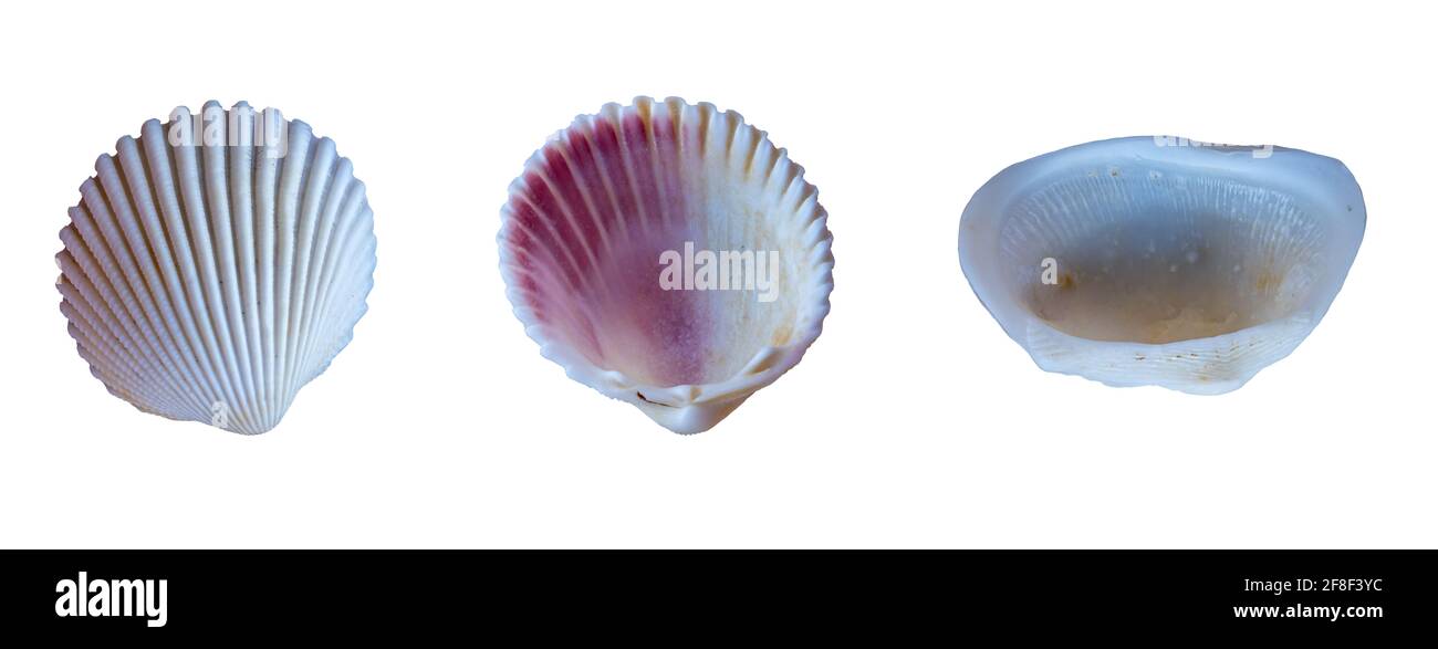 Shells isolated on white background with clipping path Stock Photo - Alamy