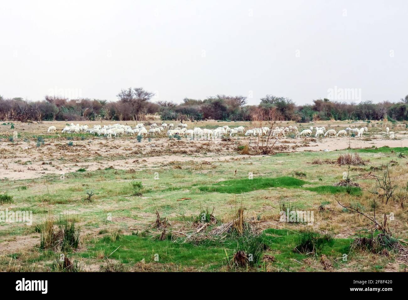 Saudi arabia date farm hi-res stock photography and images - Alamy