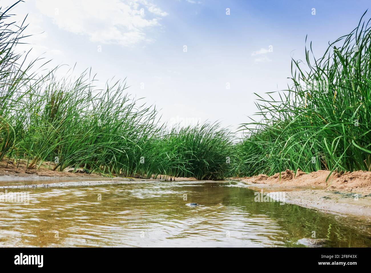 Saudi Arabian farm land Stock Photo - Alamy