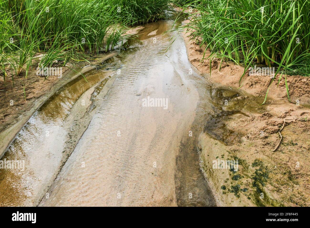 Saudi Arabian farm land Stock Photo - Alamy