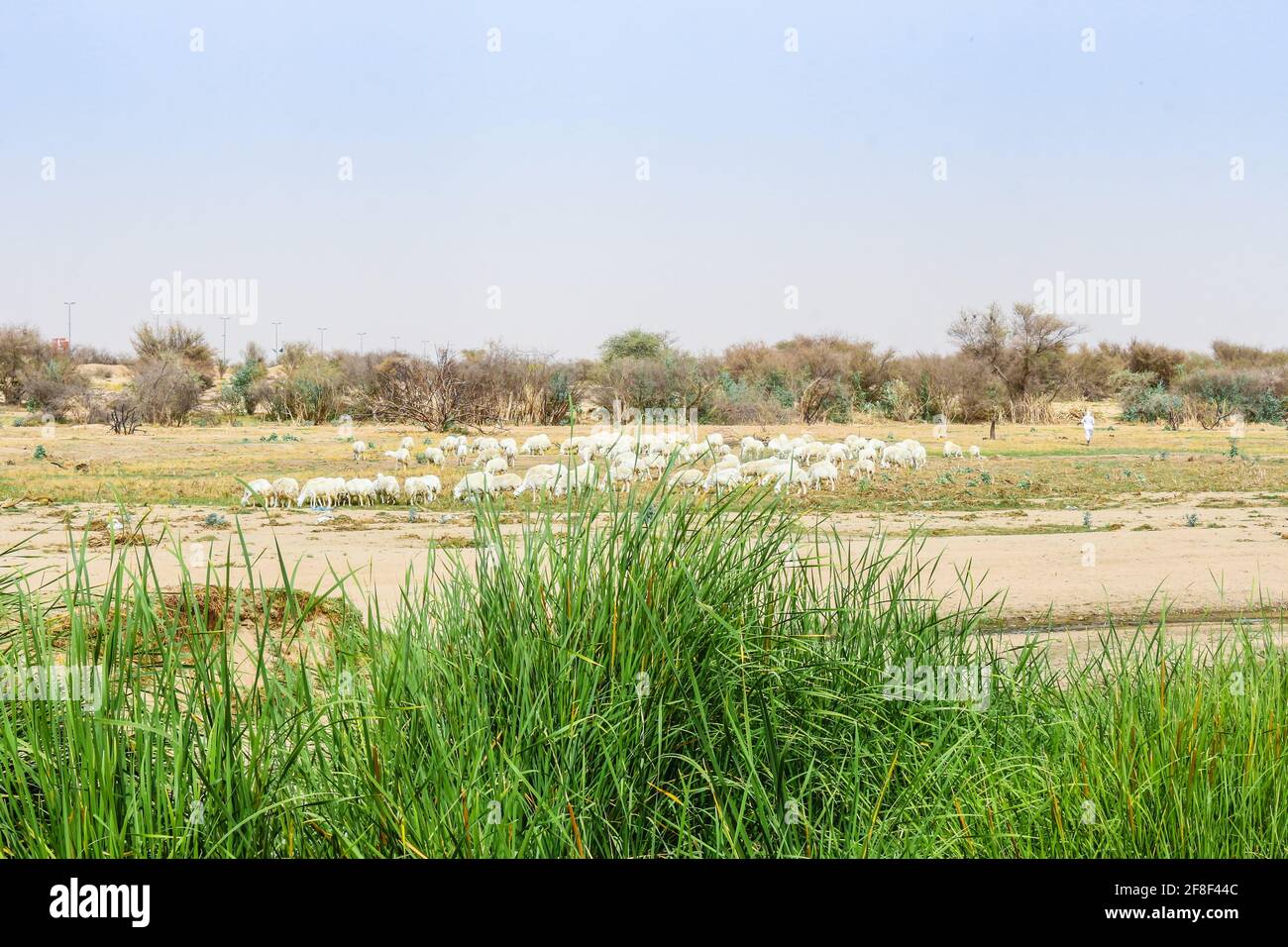 Taif and saudi arabia and farm hi-res stock photography and images - Alamy