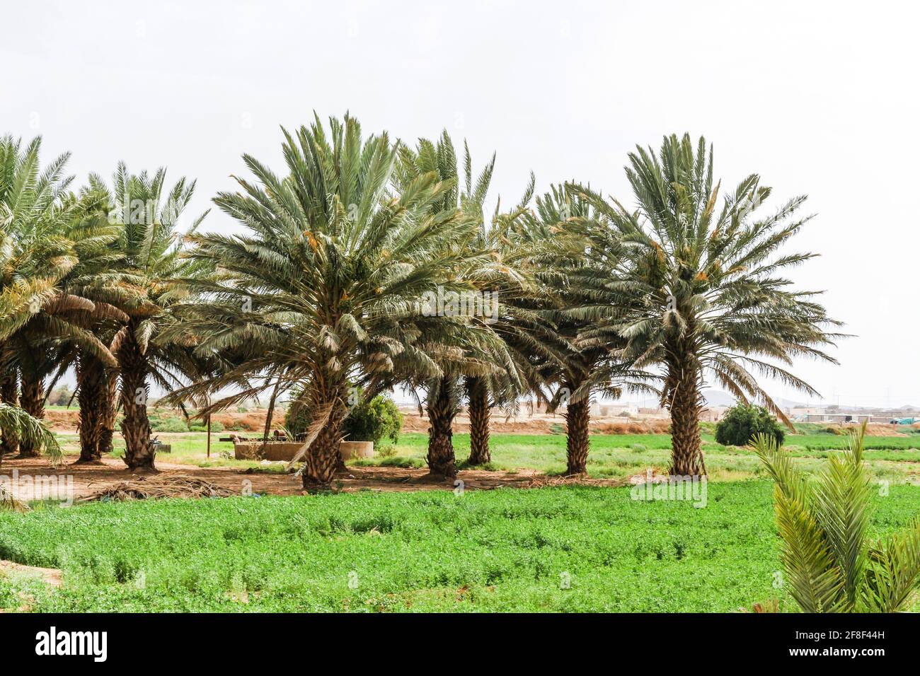 Taif and saudi arabia and farm hi-res stock photography and images - Alamy
