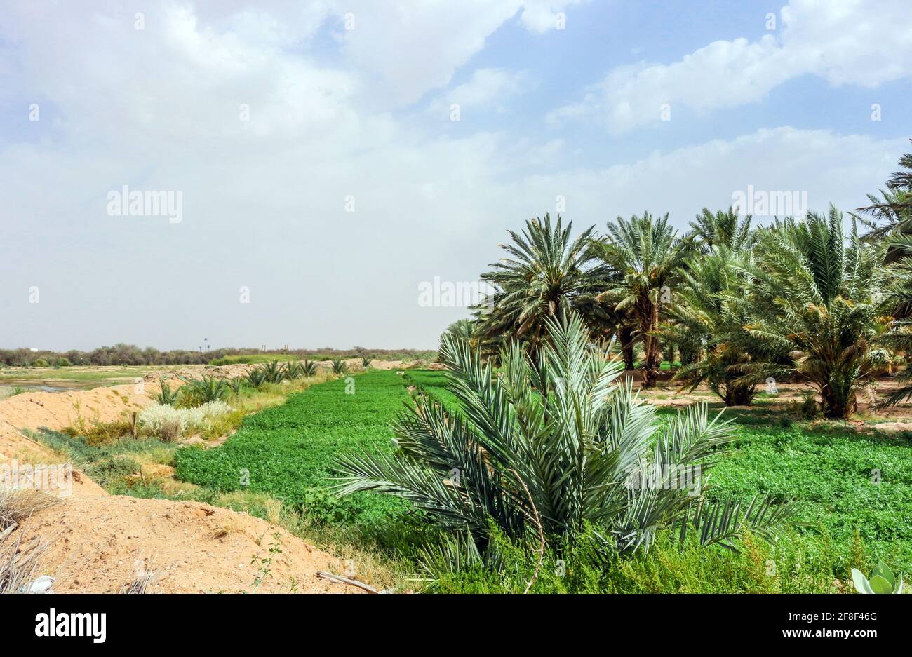 Taif and saudi arabia and farm hi-res stock photography and images - Alamy