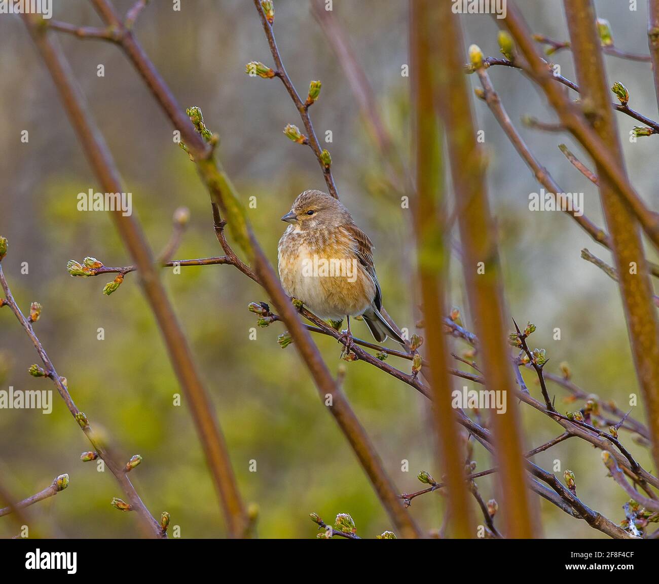 Linnet building a nest hi-res stock photography and images - Alamy
