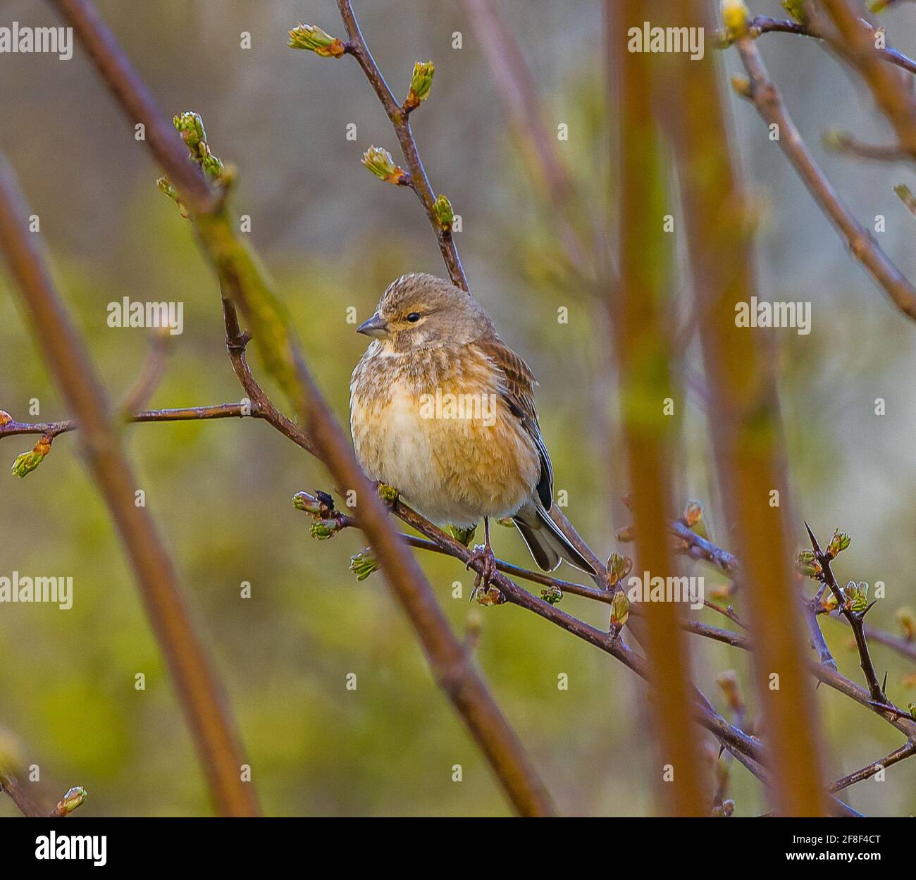 Linnet with nest material in mouth hi-res stock photography and images ...