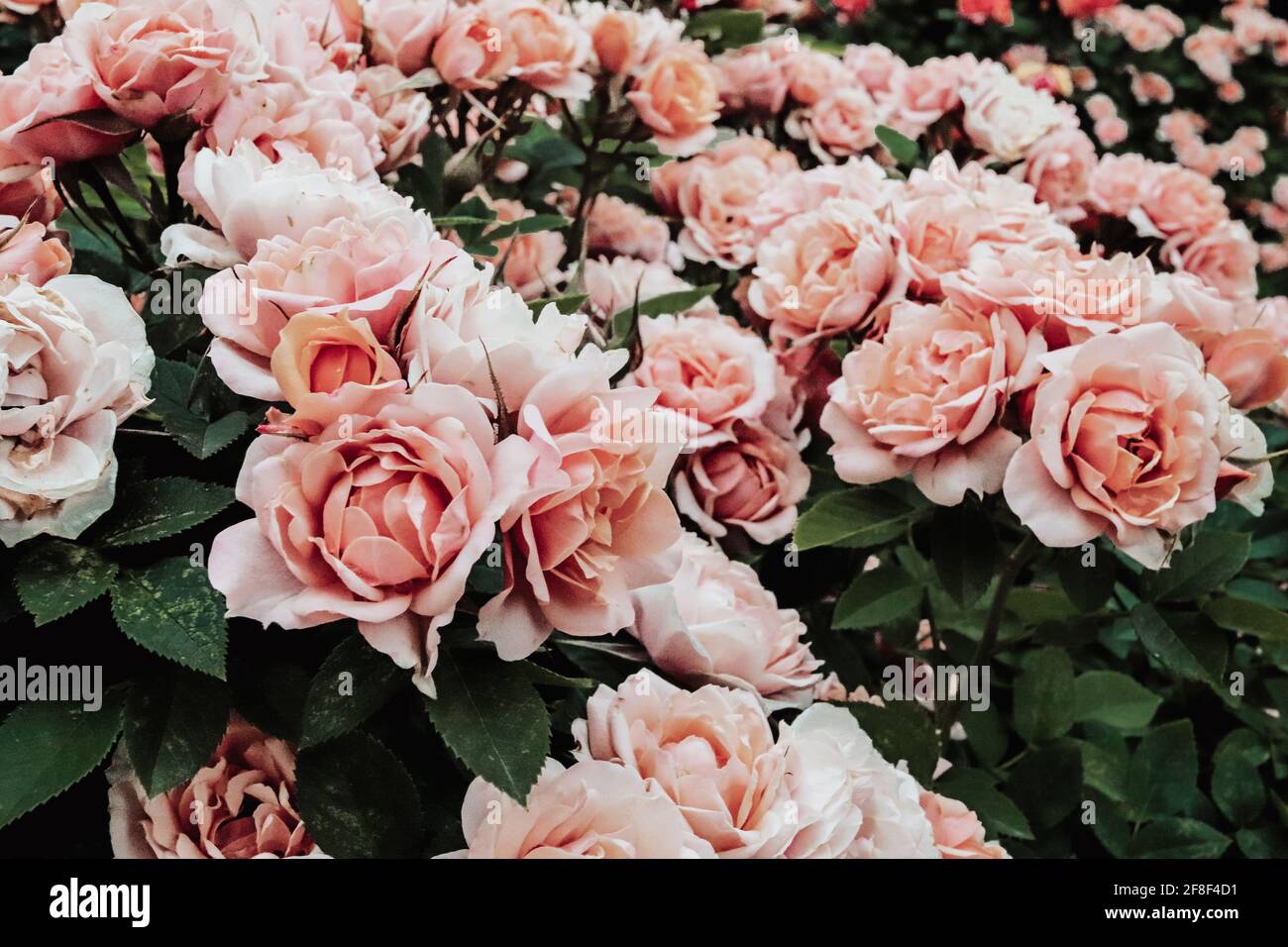 Hot Pink Roses Tumblr
