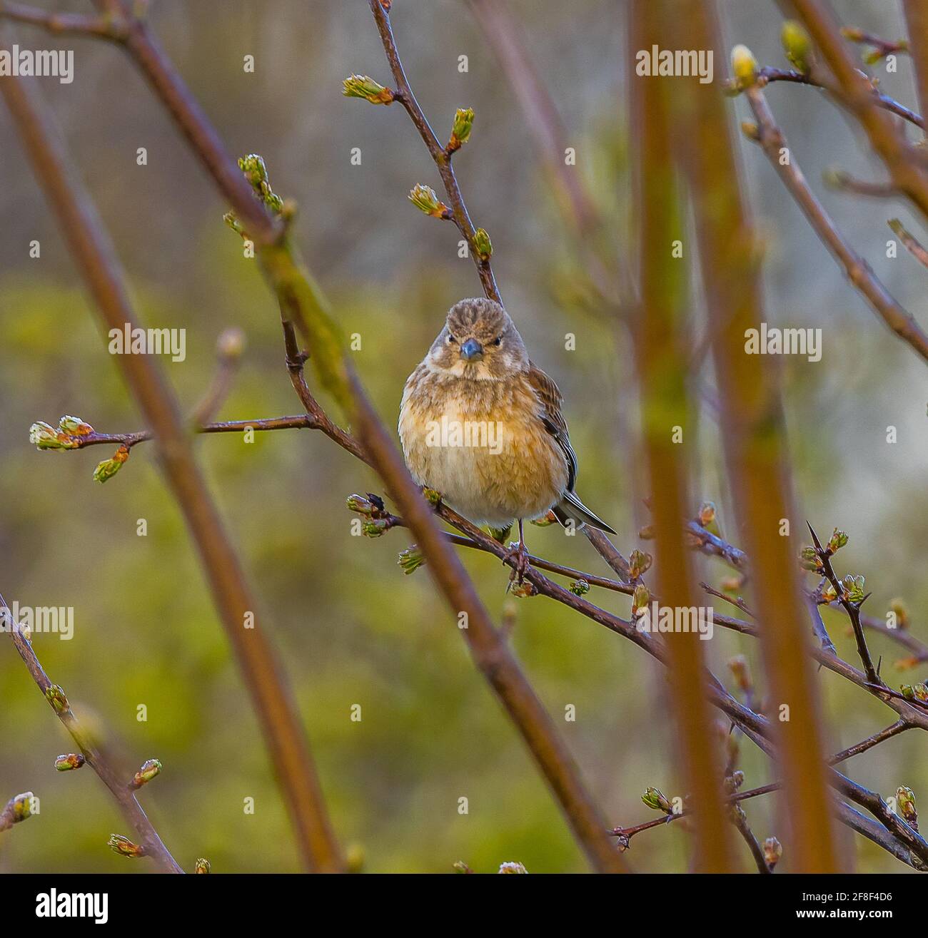 Linnet with nest material in mouth hi-res stock photography and images ...
