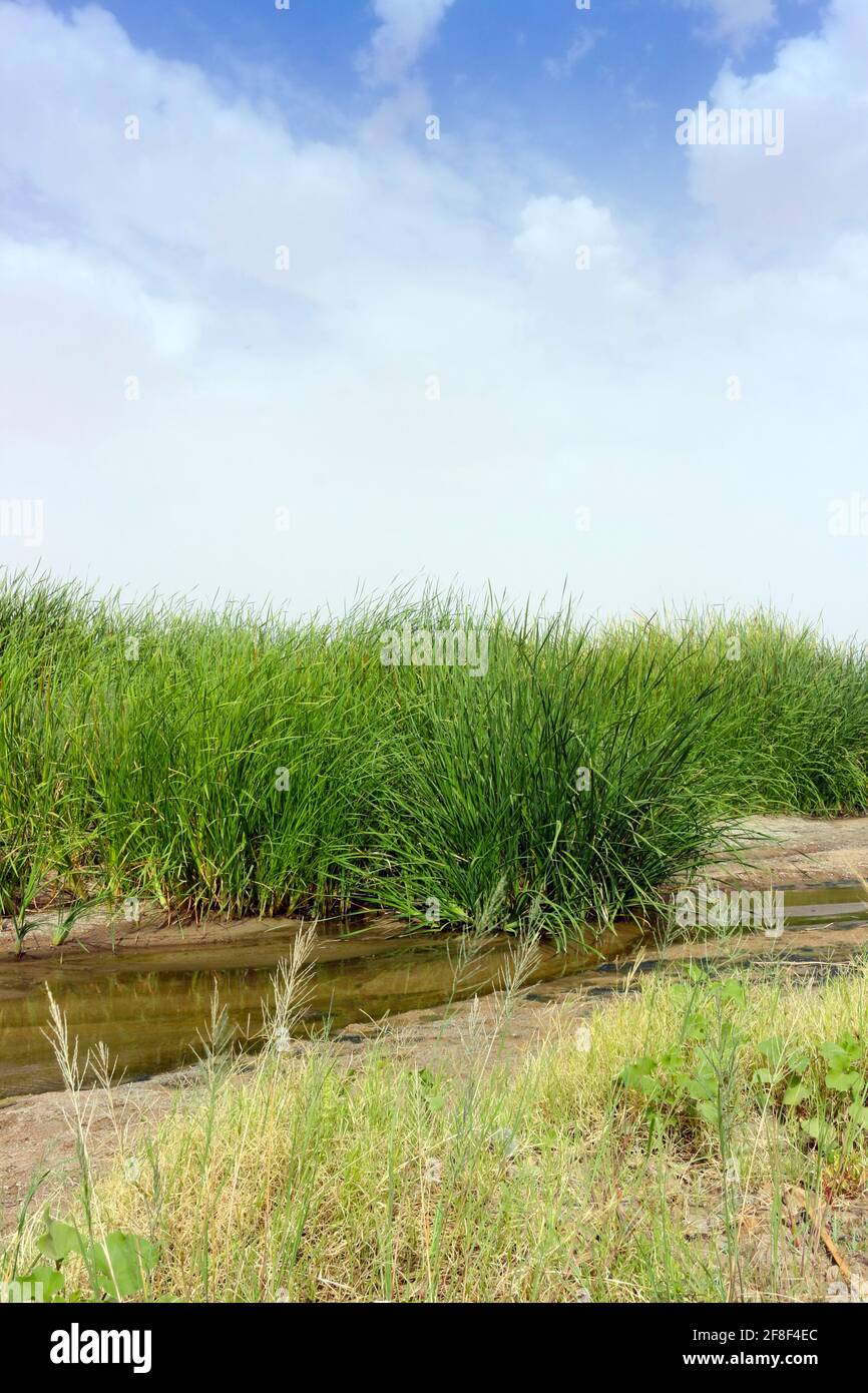 Saudi Arabian farm land Stock Photo - Alamy