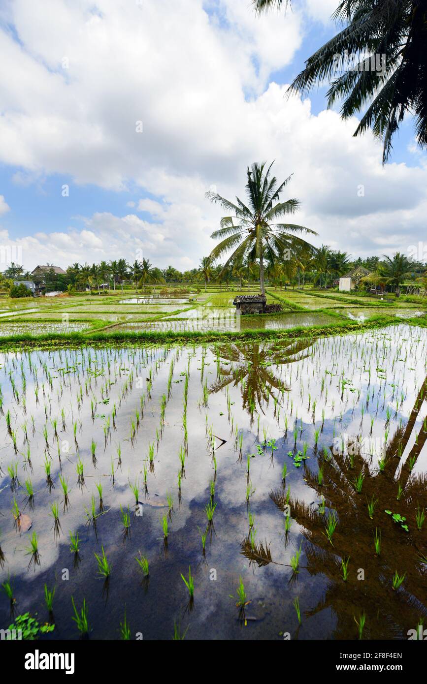 Indonesia paddy hi-res stock photography and images - Alamy