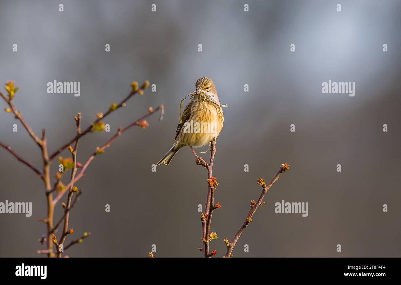 Linnet building a nest hi-res stock photography and images - Alamy