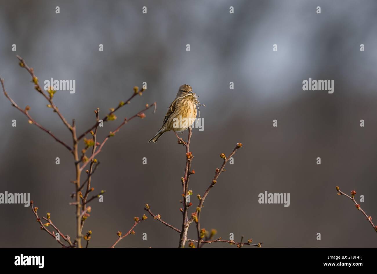 Linnet building a nest hi-res stock photography and images - Alamy