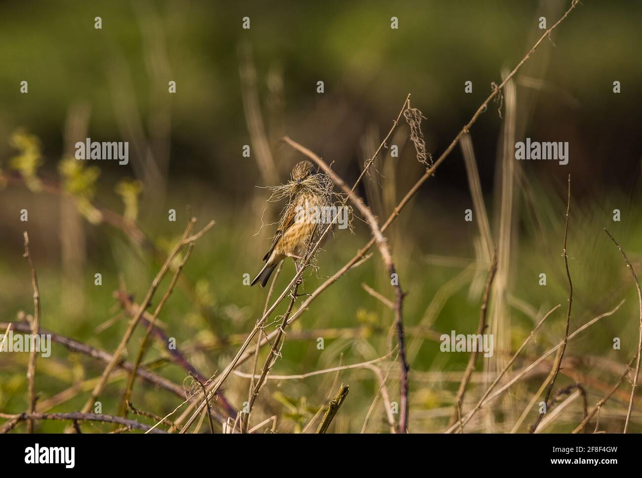 Linnet with nest material in mouth hi-res stock photography and images ...