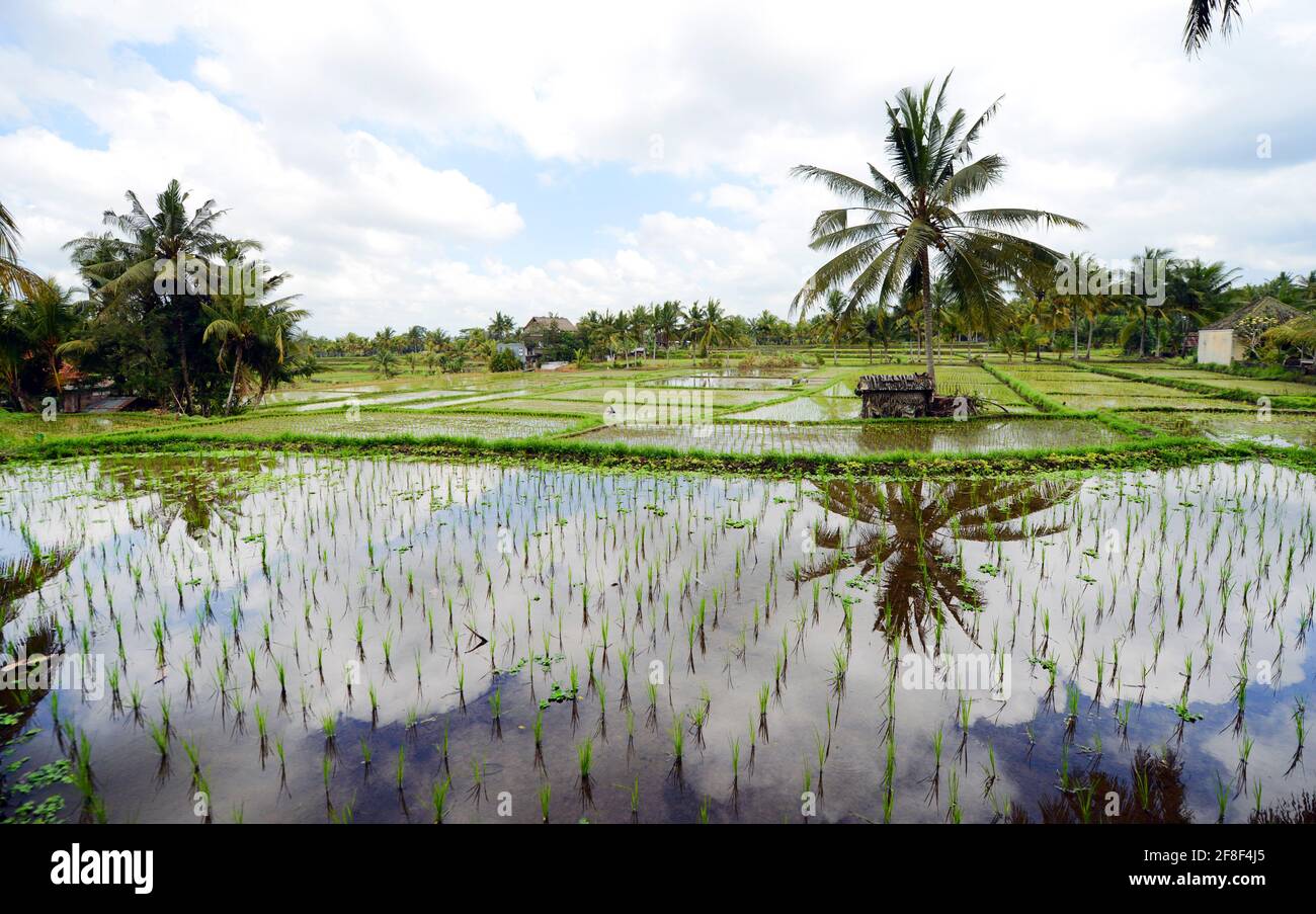 Walking between the paddy fields in Ubud, Bali, Indonesia Stock Photo ...