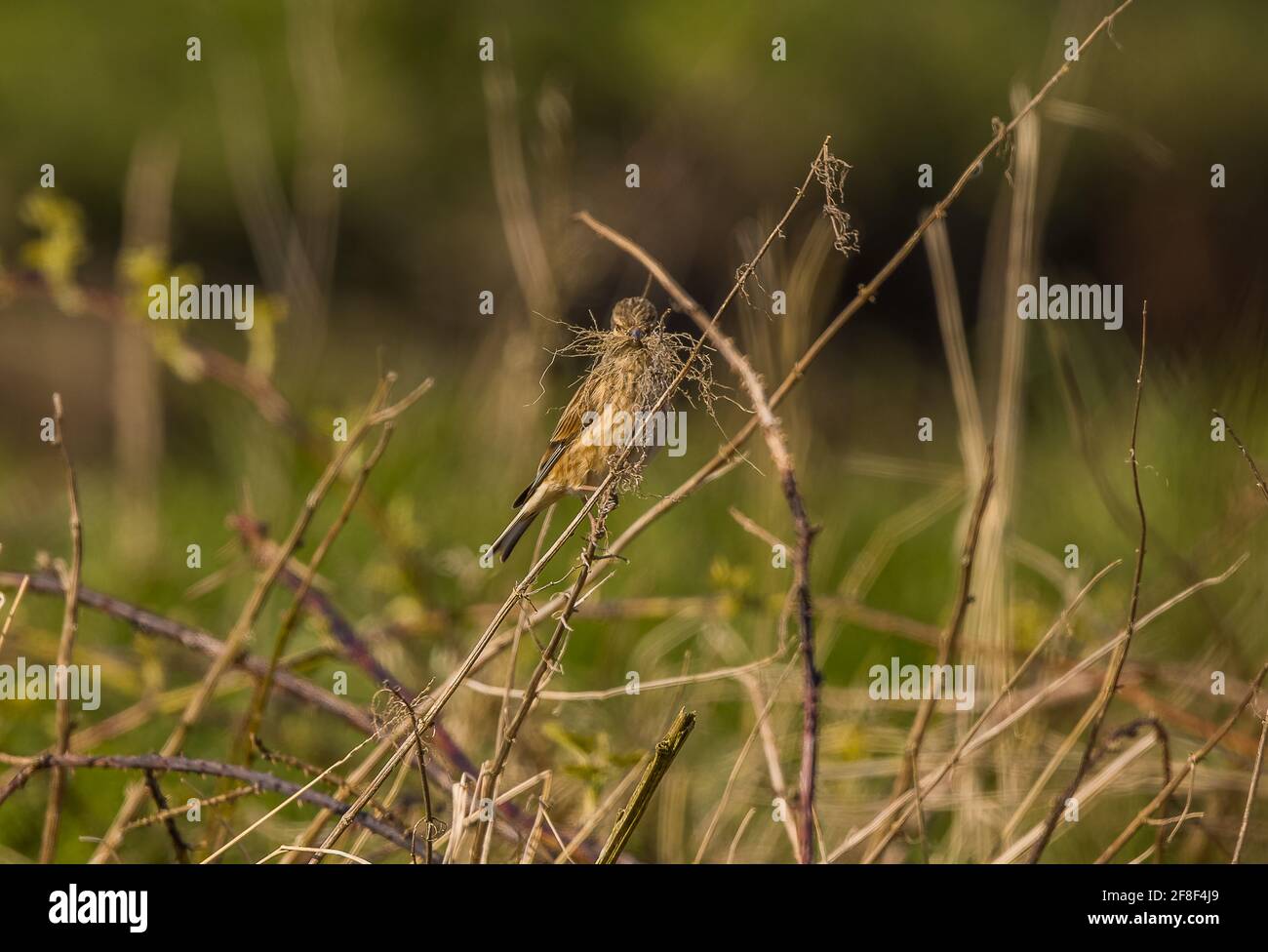 Linnet building a nest hi-res stock photography and images - Alamy