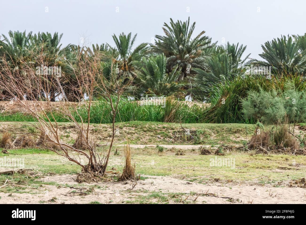 Saudi arabia date farm hi-res stock photography and images - Alamy