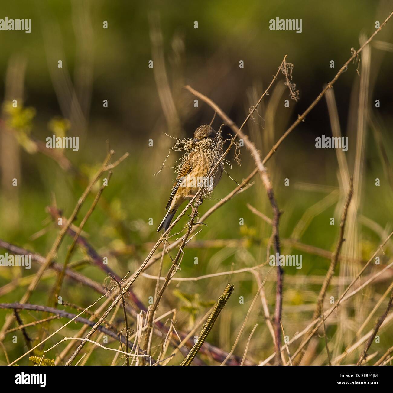 Linnet building a nest hi-res stock photography and images - Alamy