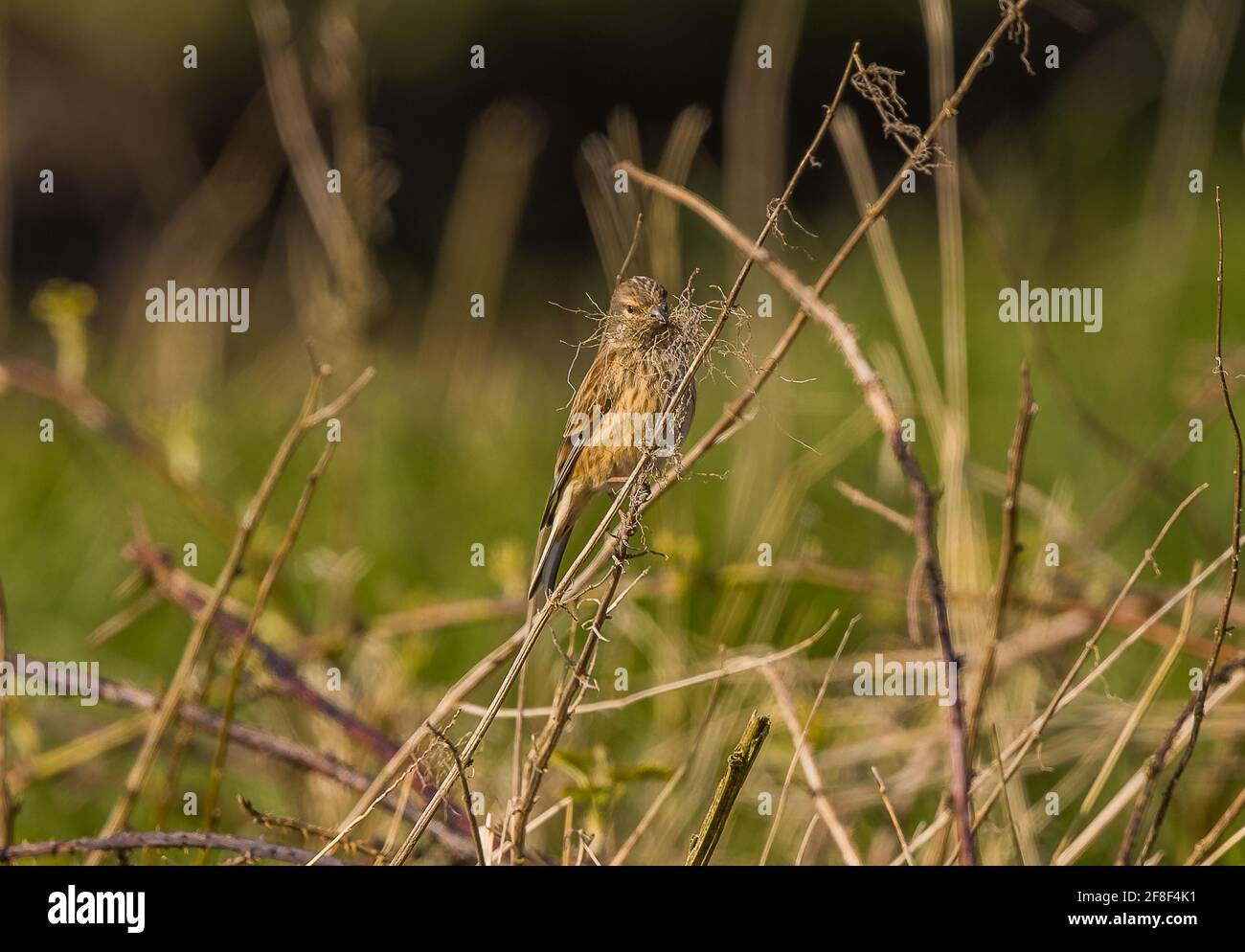 Linnet building a nest hi-res stock photography and images - Alamy