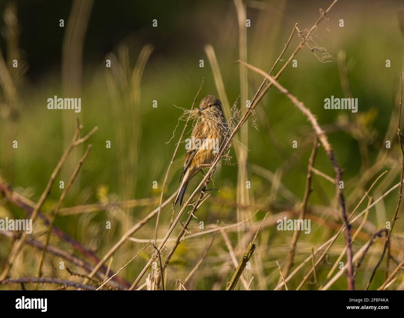 Linnet building a nest hi-res stock photography and images - Alamy
