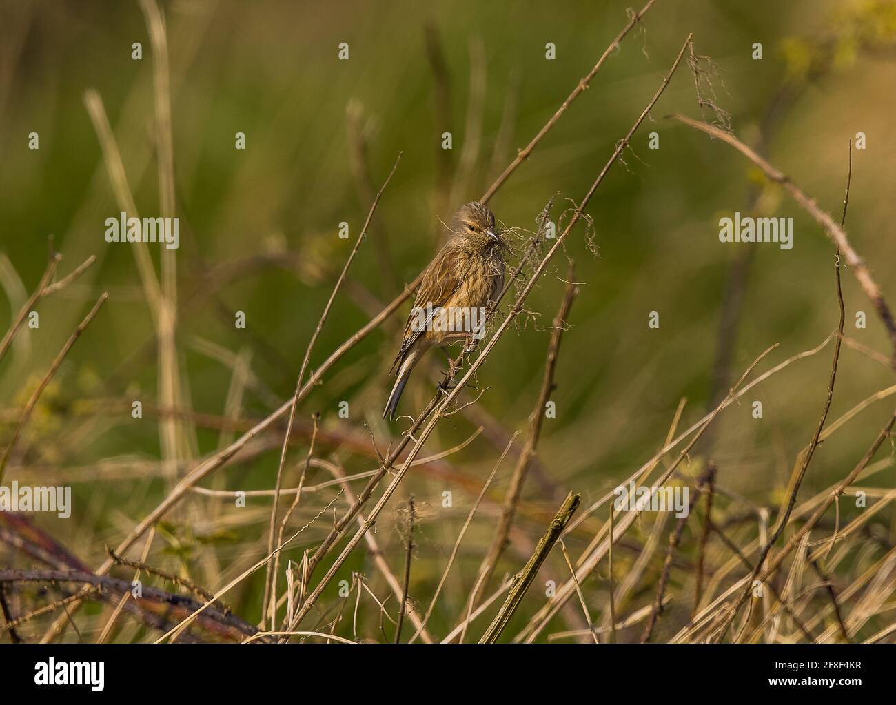 Linnet building a nest hi-res stock photography and images - Alamy
