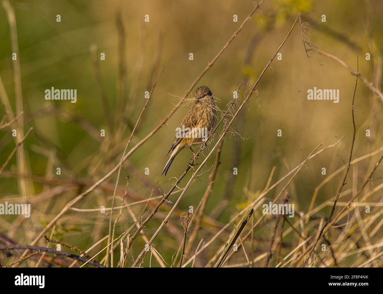 Linnet building a nest hi-res stock photography and images - Alamy