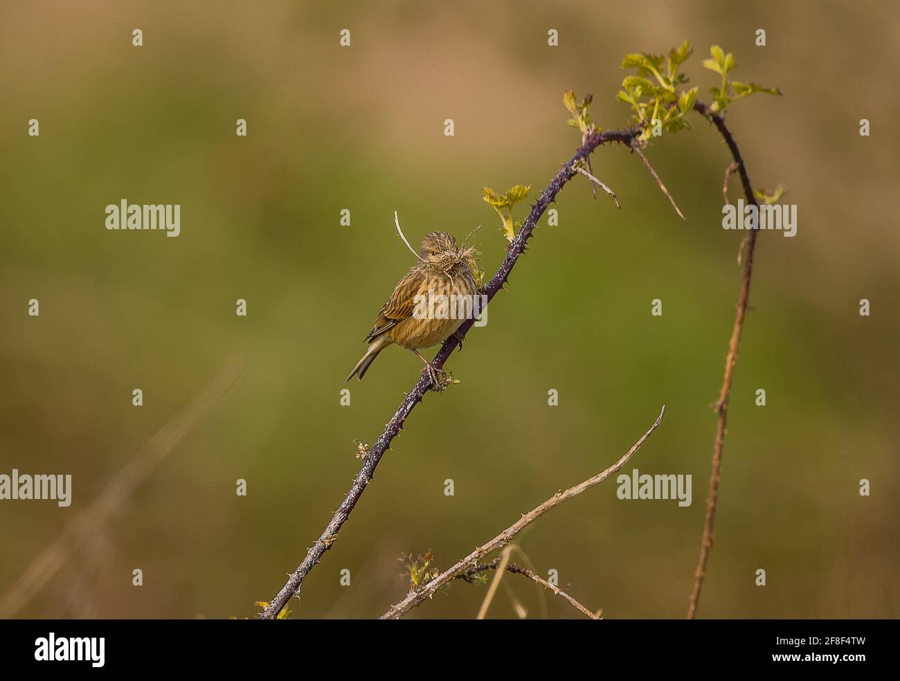 Linnet building a nest hi-res stock photography and images - Alamy