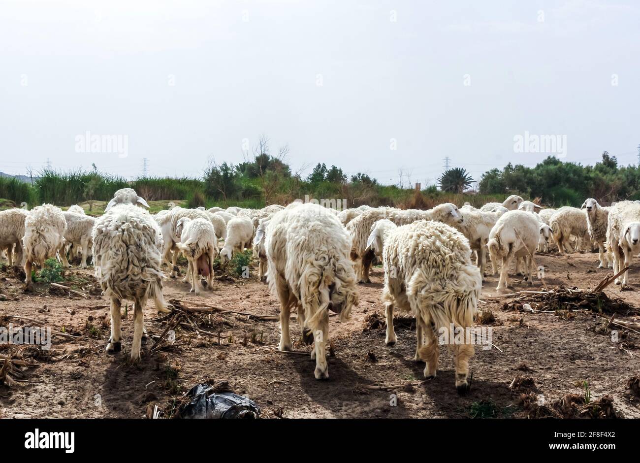 Goat farming scene hi-res stock photography and images - Alamy