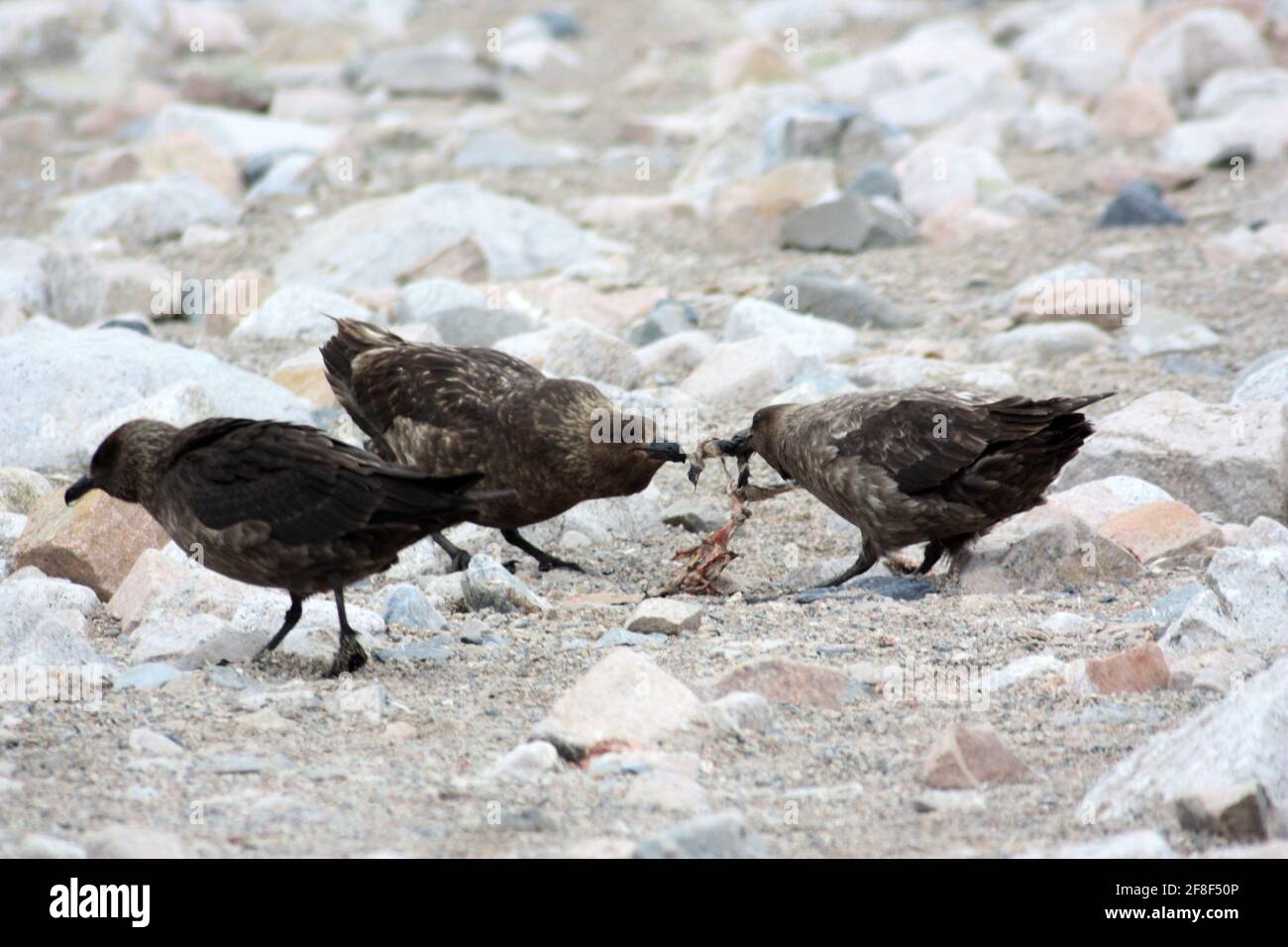 Arctic skua breeding plumage hi-res stock photography and images - Alamy