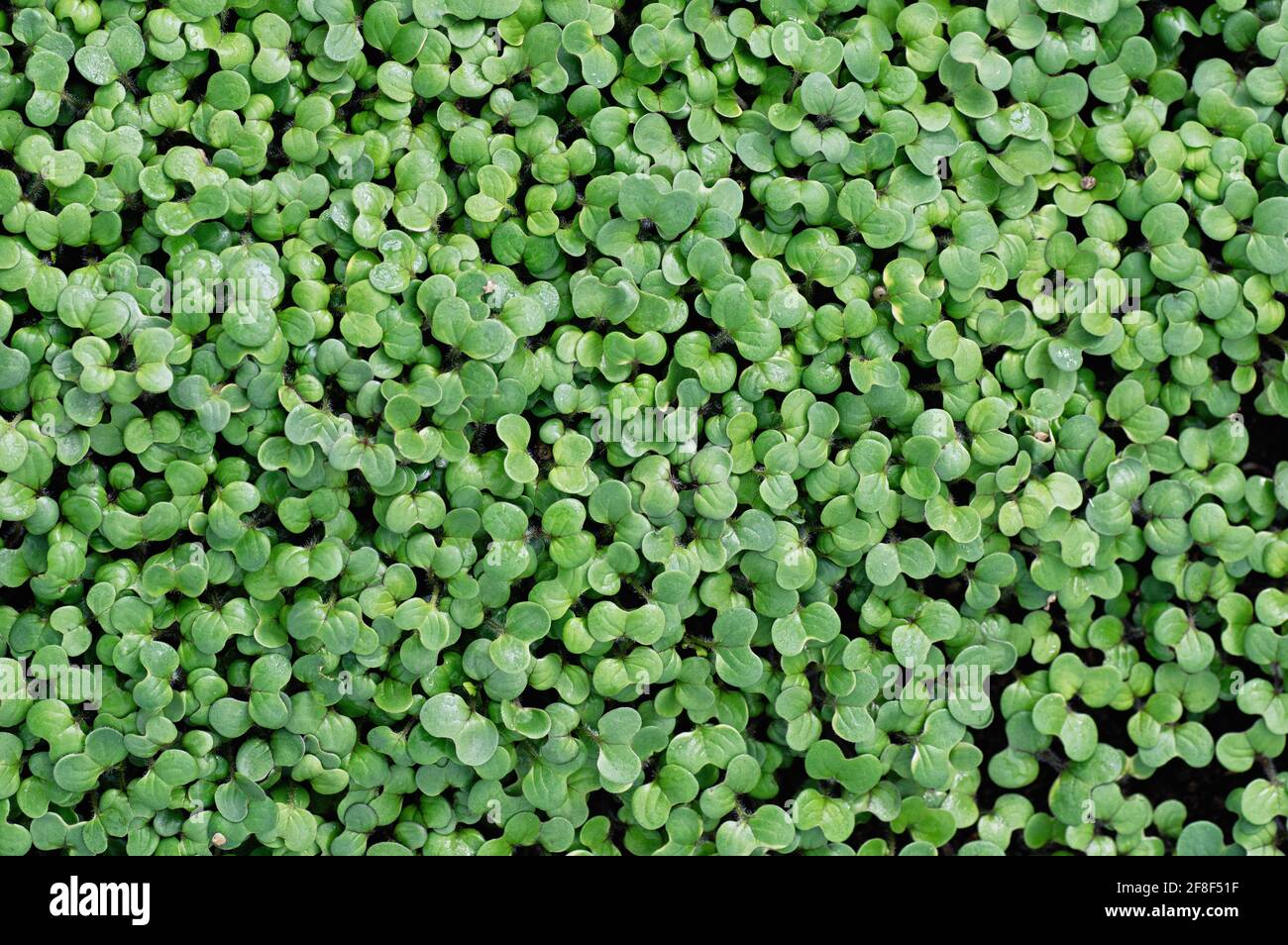 Growing mustard microgreens for a healthy lifestyle. Sprouted Mustard ...