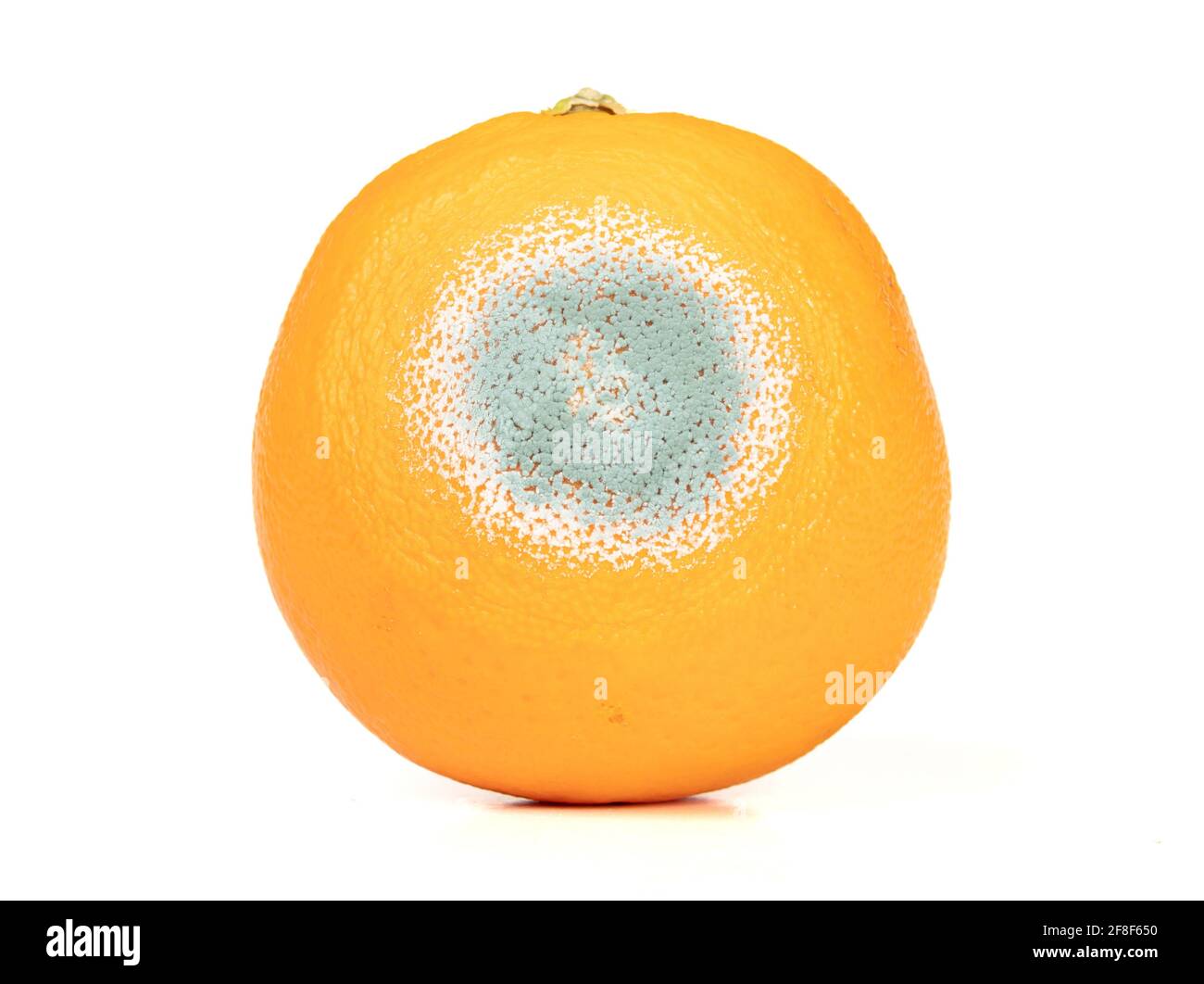 Orange with mold, isolated on white background Stock Photo - Alamy