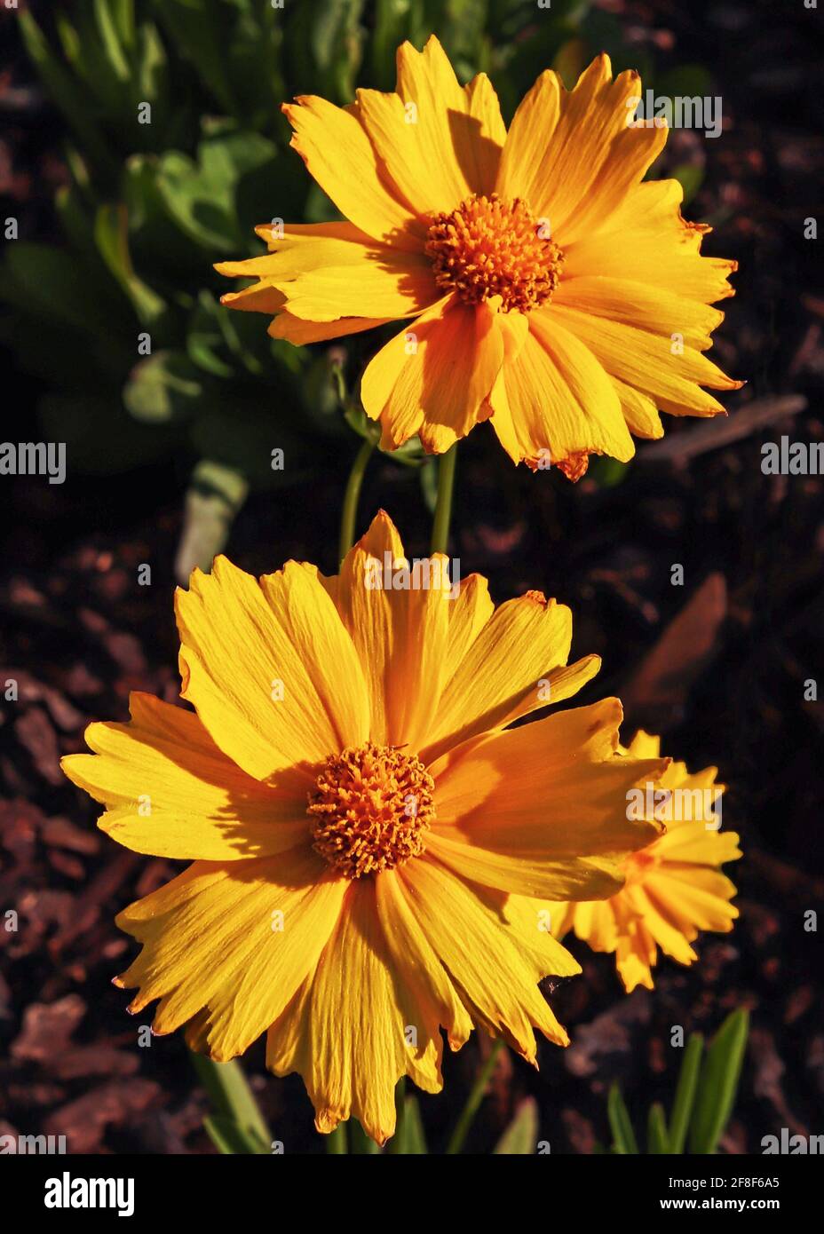Yellow daisy background wallpaper hi-res stock photography and images ...