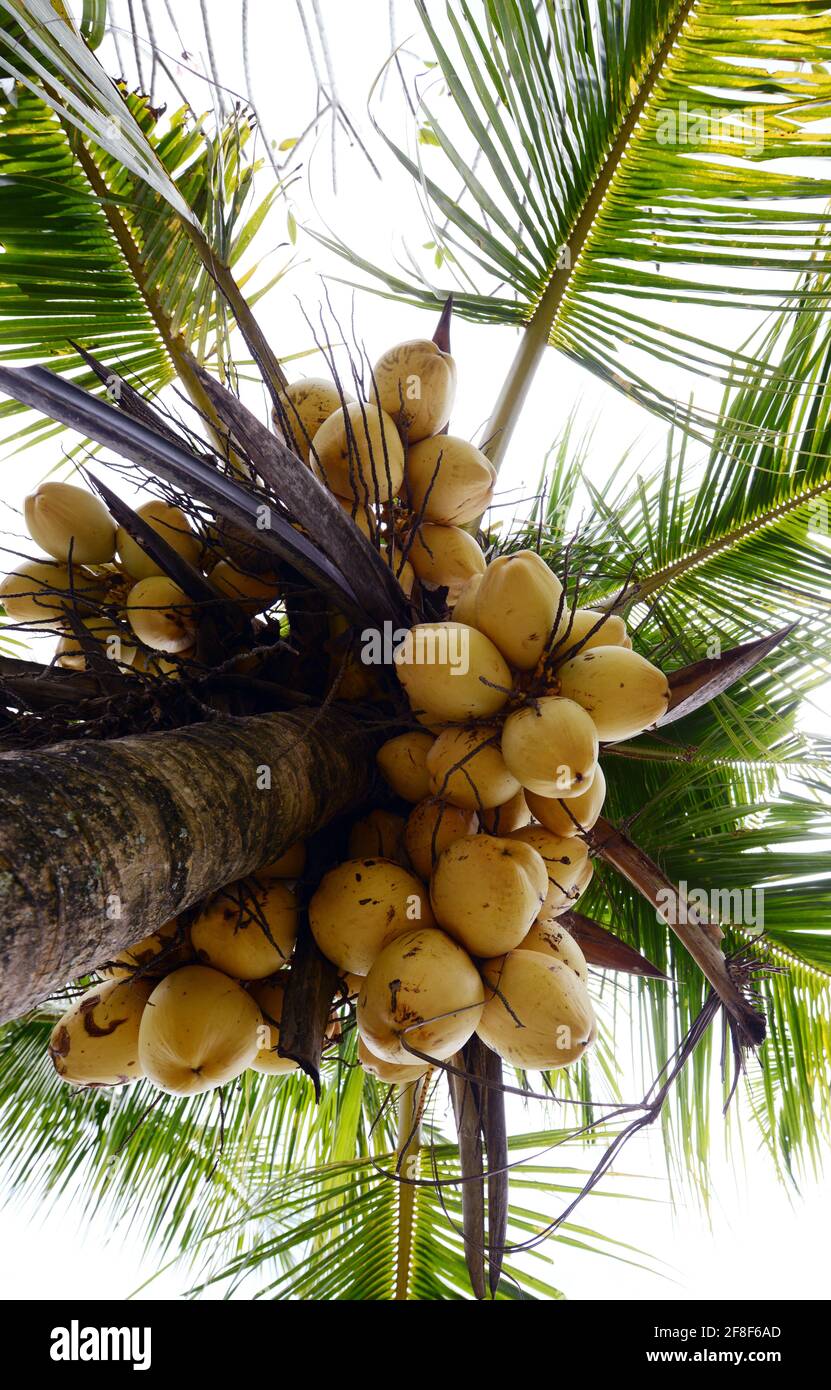Yellow coconuts on a coconut tree Stock Photo - Alamy