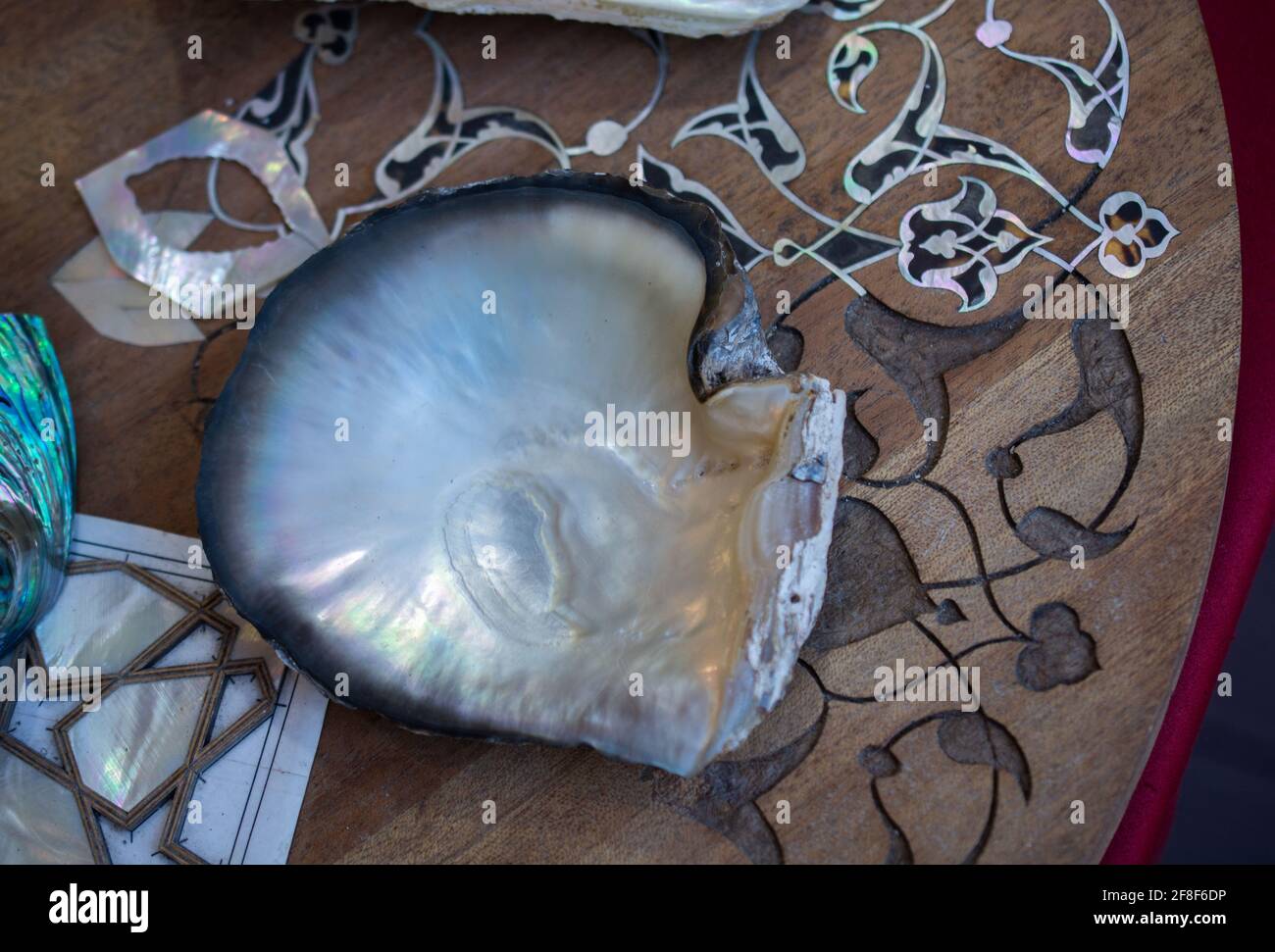 the pearl shell as a sea shell object in view Stock Photo - Alamy