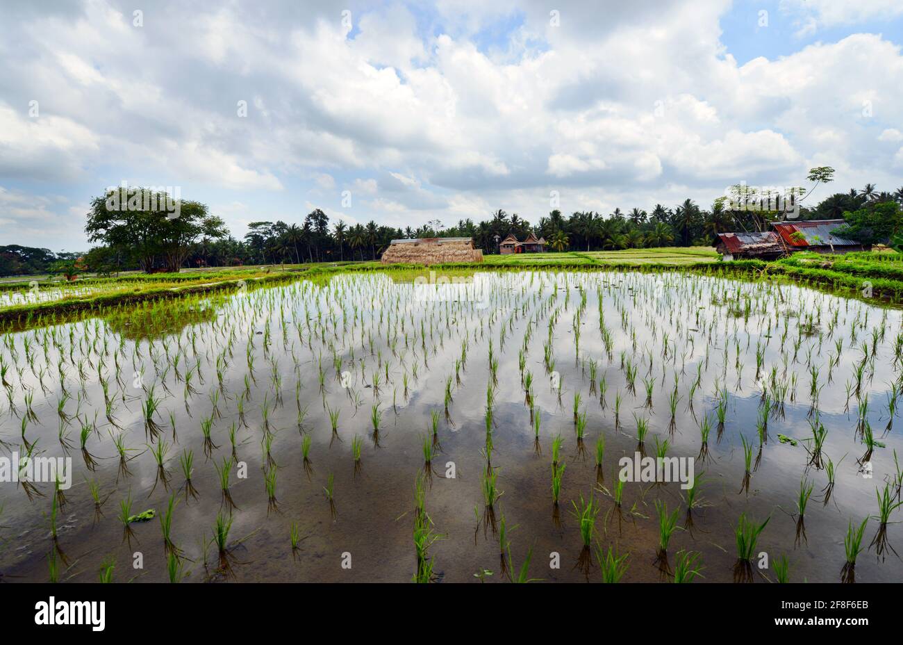 Walking between the paddy fields in Ubud, Bali, Indonesia Stock Photo ...