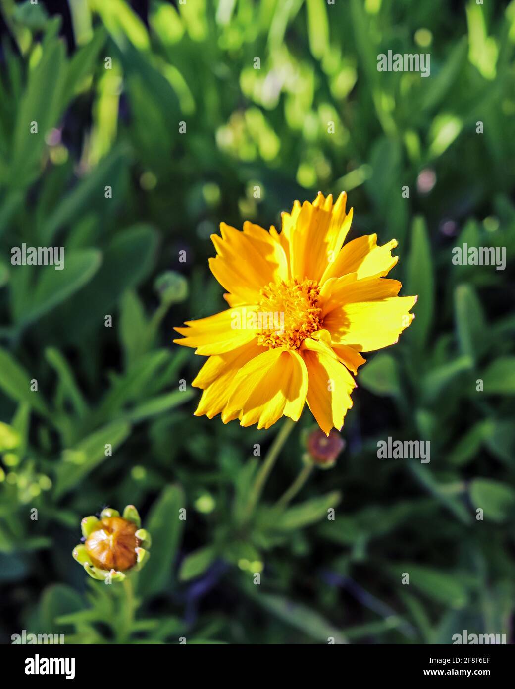 Yellow daisy background wallpaper hi-res stock photography and images ...