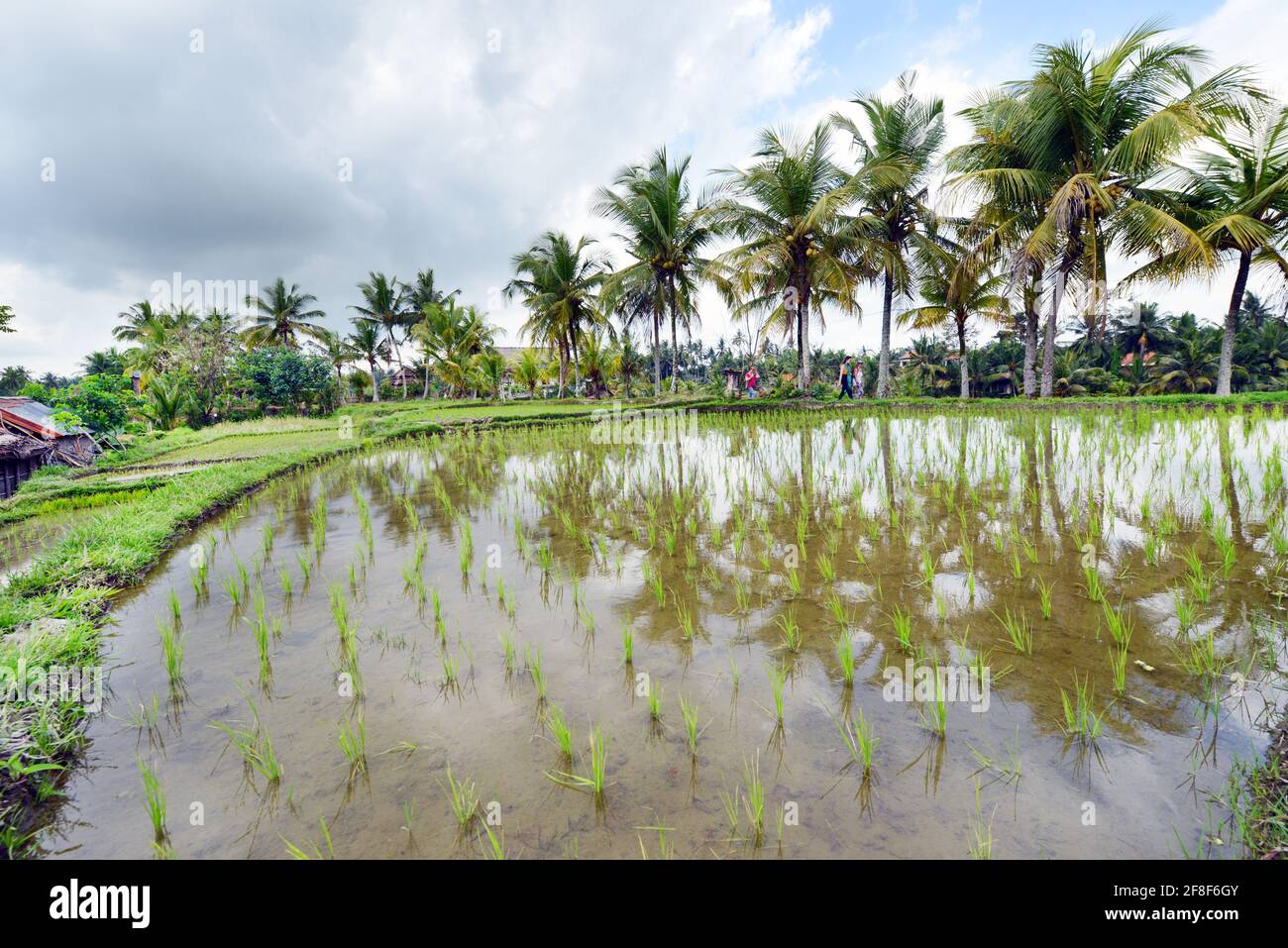 Walking between the paddy fields in Ubud, Bali, Indonesia Stock Photo ...