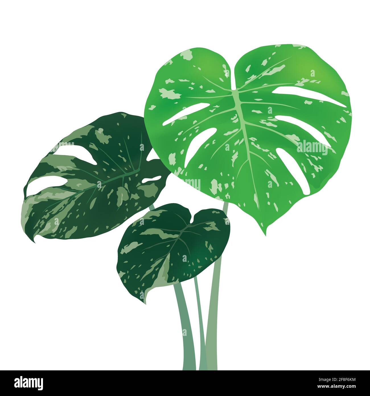 Greenery Leaves on illustration graphic vector Stock Vector Image & Art ...