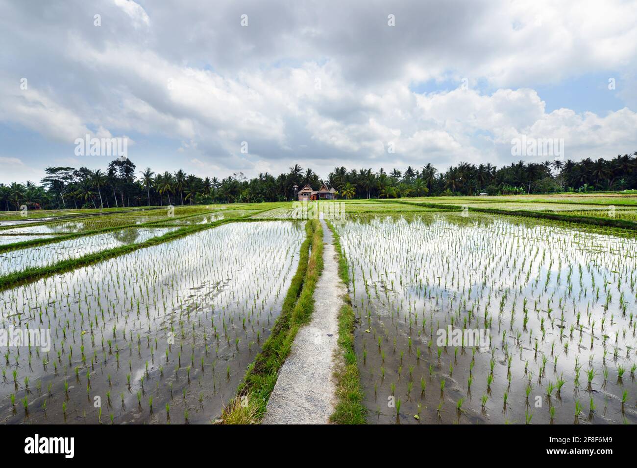 Walking between the paddy fields in Ubud, Bali, Indonesia Stock Photo ...
