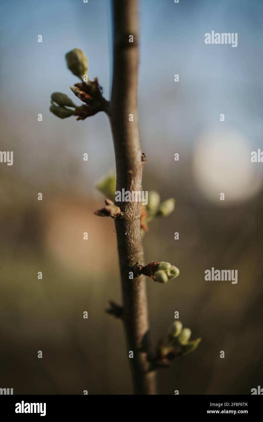 Vertical shot of flower buds in the plant stem Stock Photo - Alamy