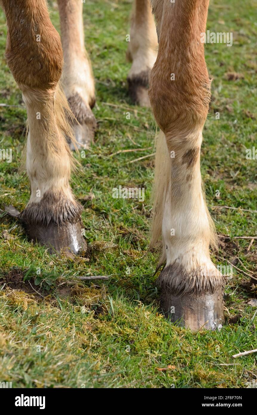 Horse fetlock pastern coronet front legs hi-res stock photography and ...