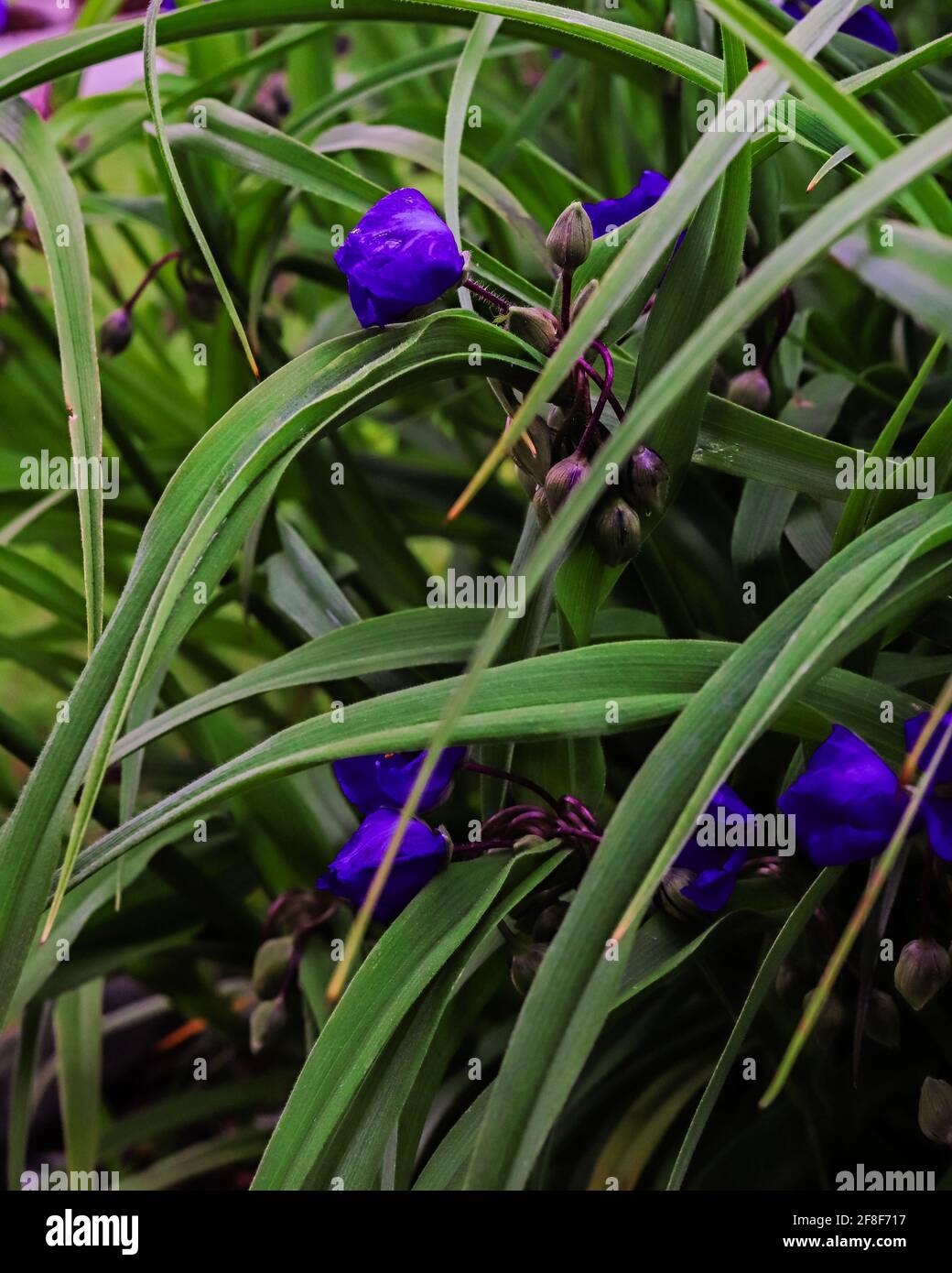 Wallpaper iris hi-res stock photography and images - Alamy