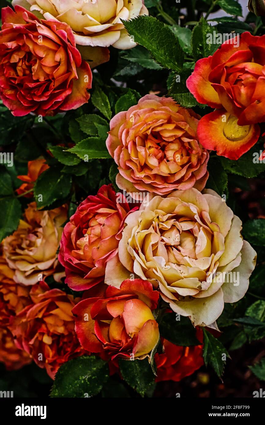 Different colored roses growing together in a bunch in the spring light ...