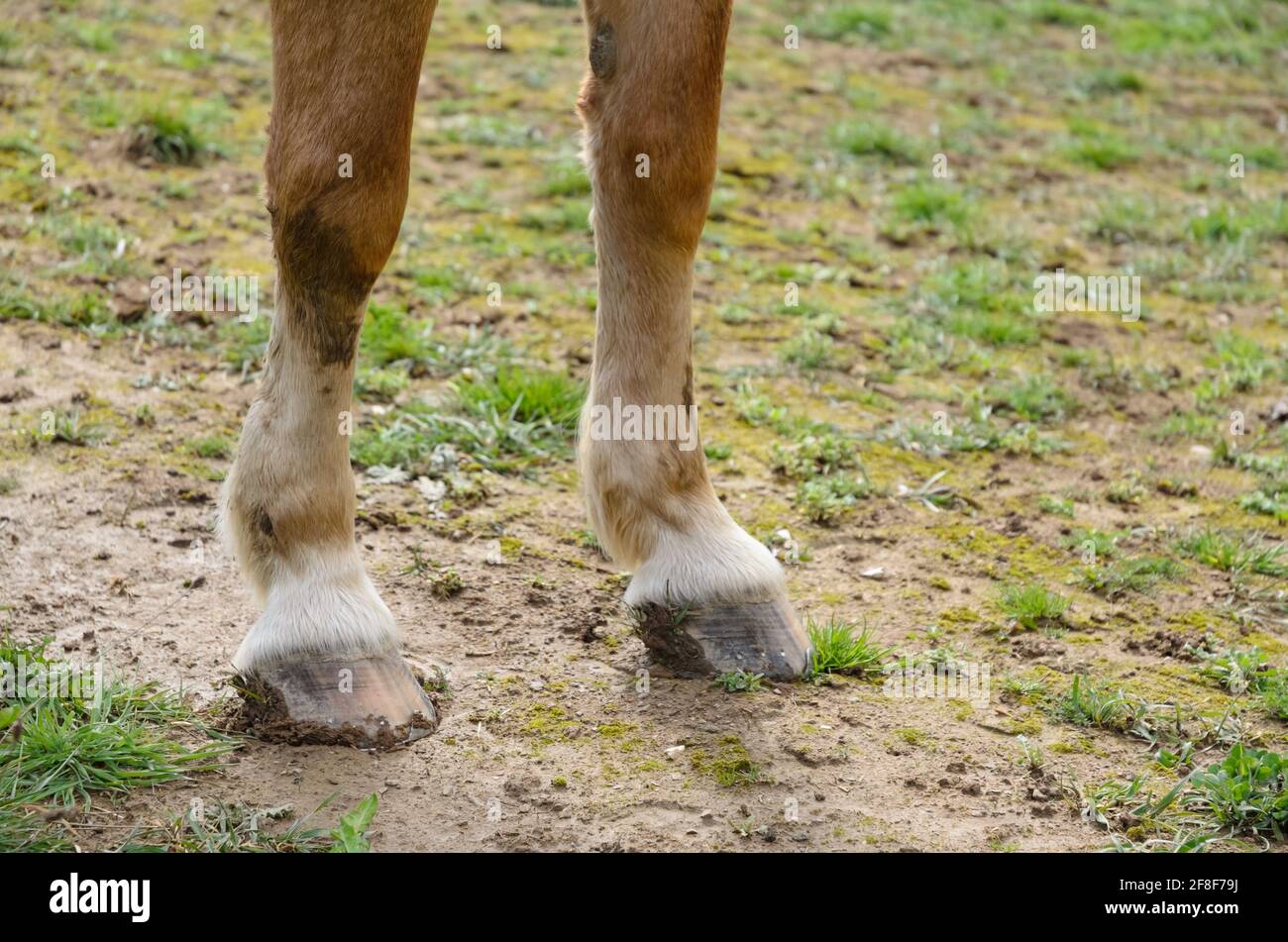 Standing anatomy hi-res stock photography and images - Alamy