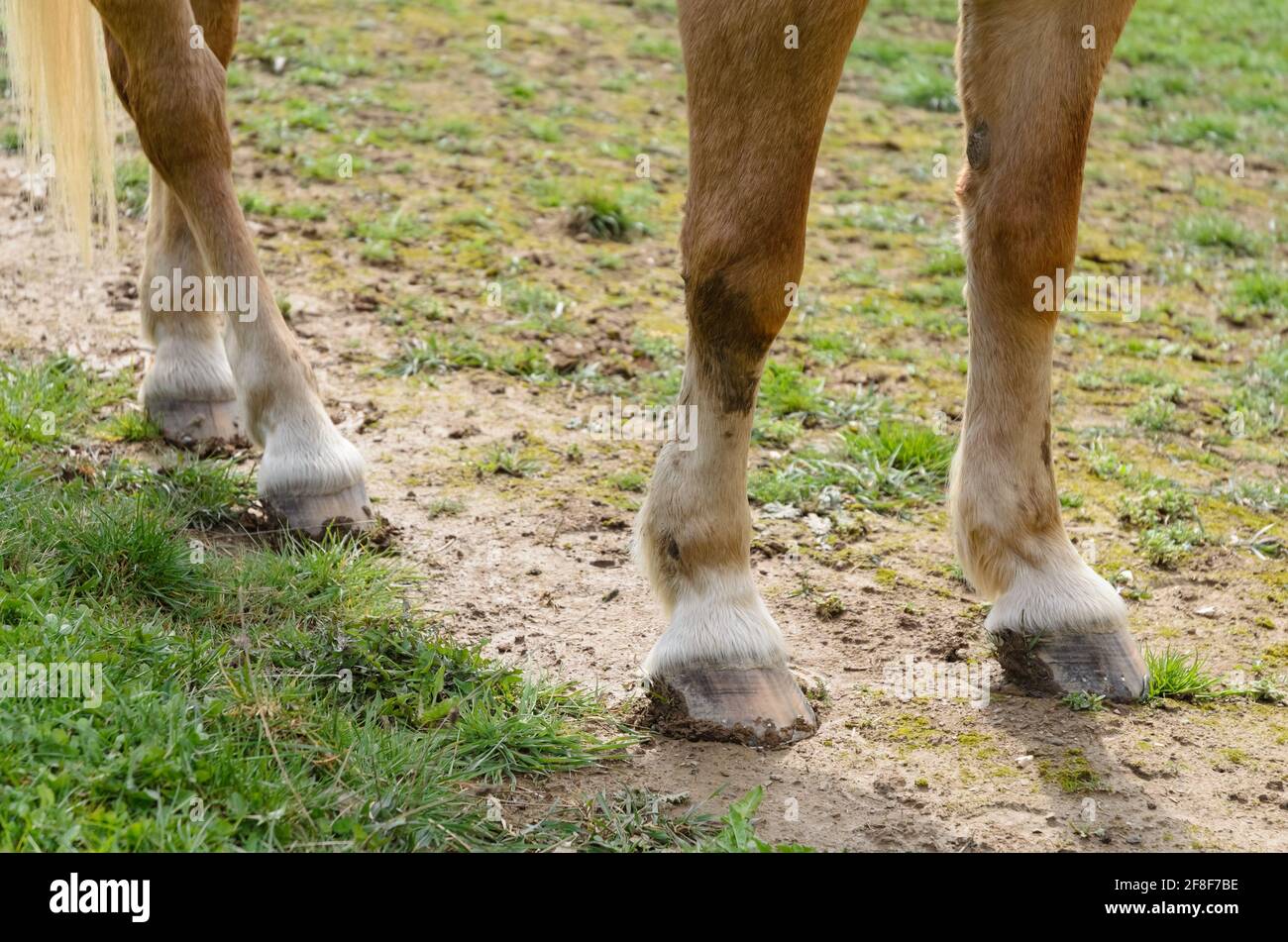 Anatomy horse hi-res stock photography and images - Alamy