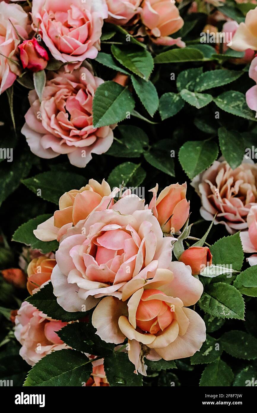 Pale pink rose hi-res stock photography and images - Alamy