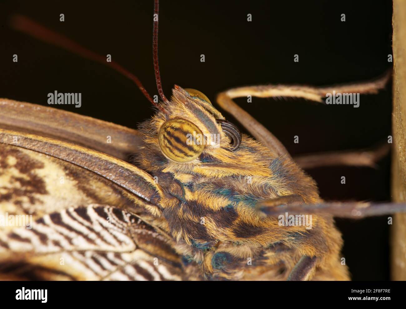 Monarch butterfly t shirt hi-res stock photography and images - Alamy