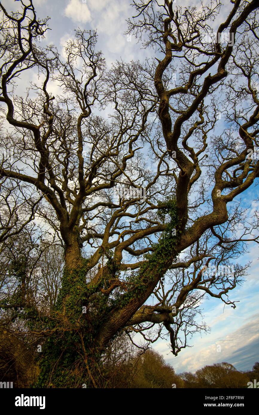 Great oak tree hi-res stock photography and images - Alamy