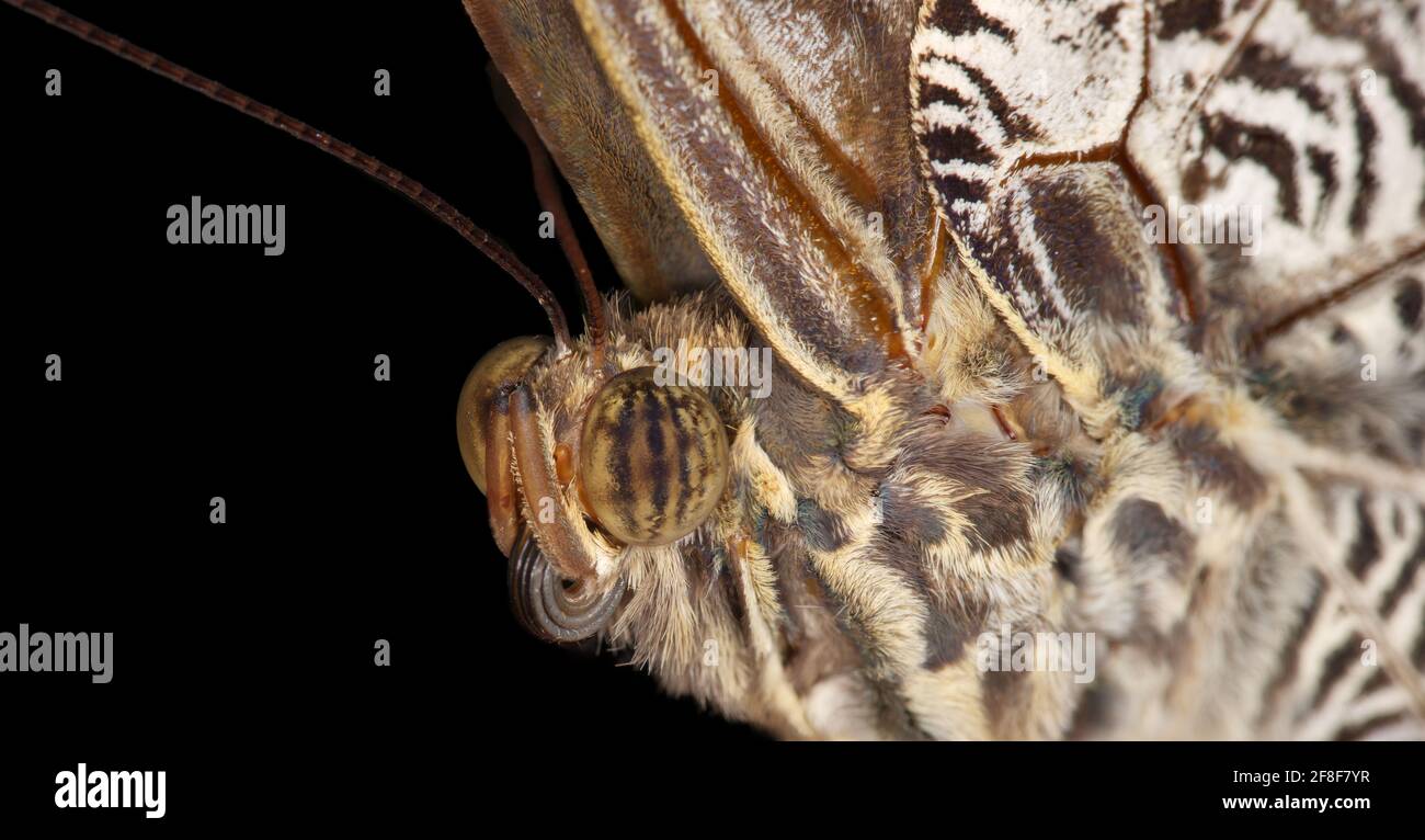 Monarch butterfly t shirt hi-res stock photography and images - Alamy