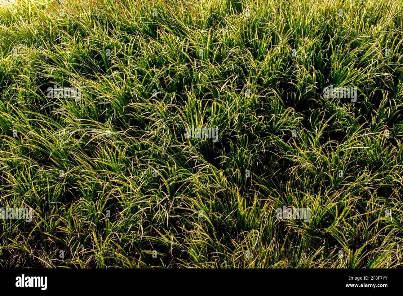 Green grass texture from a field or grass landscape background Stock ...